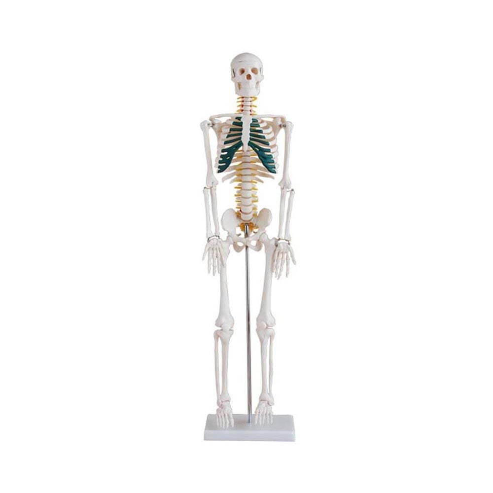 İnsan İskeleti Modelleri